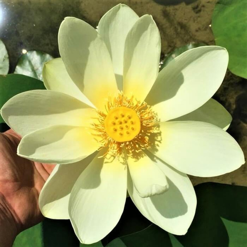 Nelumbo nucifera